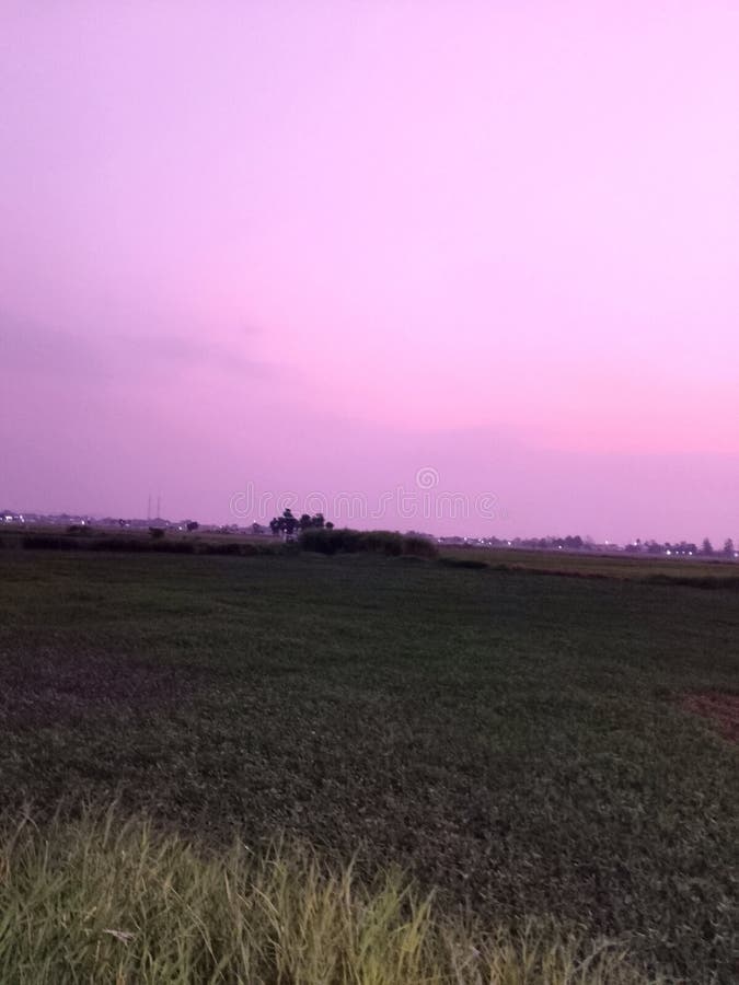 Pink Sunset Sky he Cool and Beautiful Rice Field Area Stock Image ...