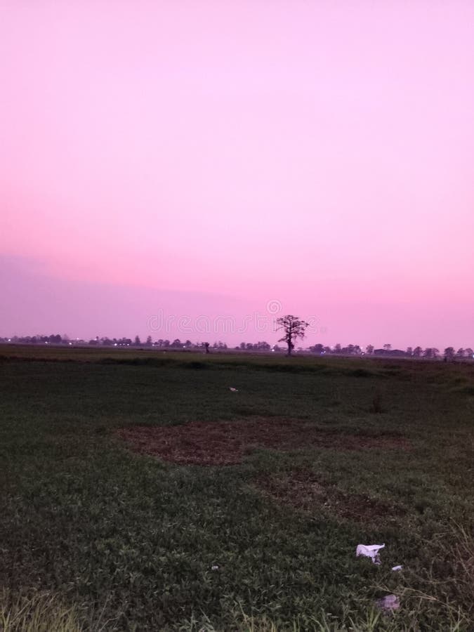 Pink Sunset Sky he Cool and Beautiful Rice Field Area Stock Photo ...