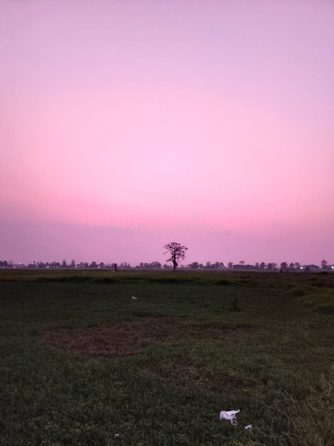 Pink Sunset Sky he Cool and Beautiful Rice Field Area Stock Photo ...