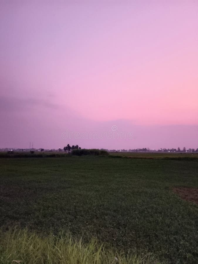 Pink Sunset Sky he Cool and Beautiful Rice Field Area Stock Photo ...
