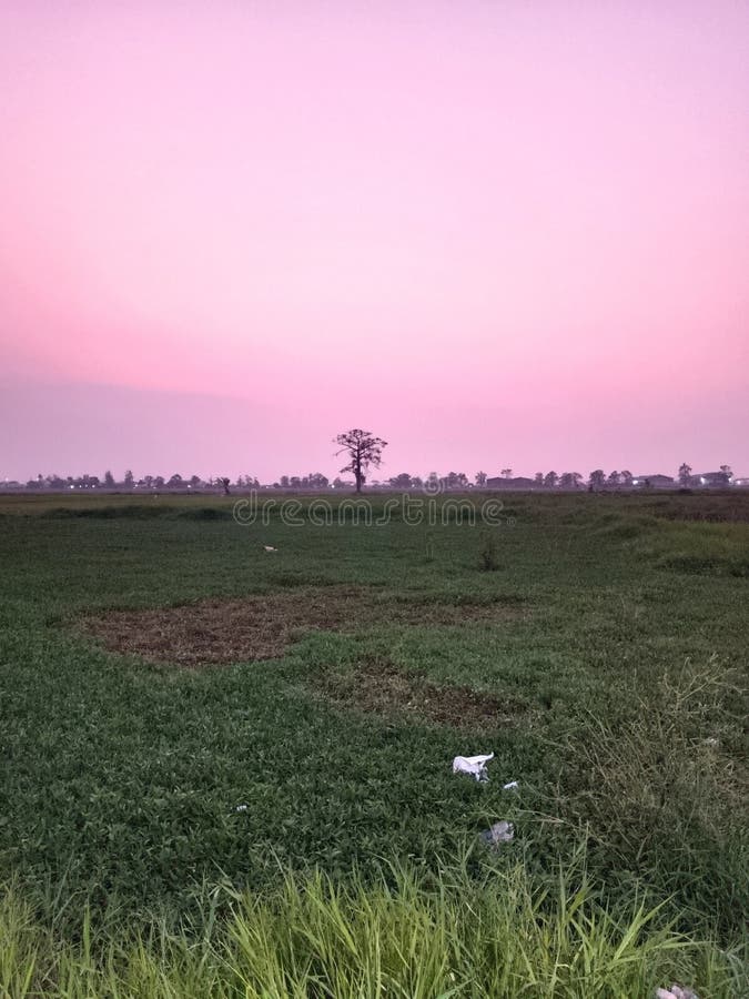 Pink Sunset Sky he Cool and Beautiful Rice Field Area Stock Image ...