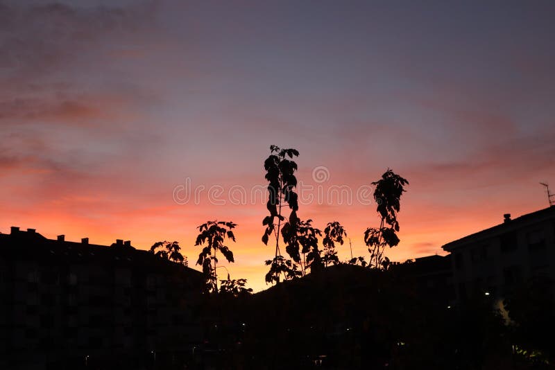 Pink Sunset Sky Over the Buildings and Trees Stock Image - Image of ...