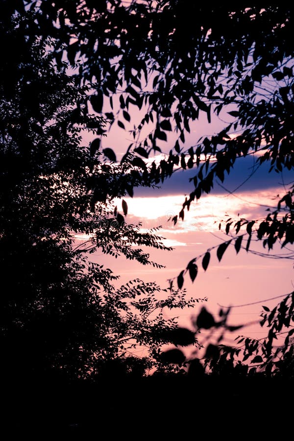Pink Sunset through the Tree Leaves Stock Image - Image of coconut ...