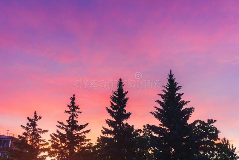 Pink Sunset on the Tree Tops Landscape Nature Colorful Stock Image ...