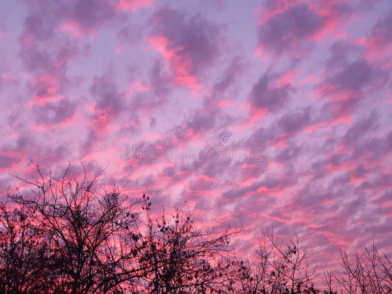 Pink sunset with trees stock photo. Image of sunlight - 178137168