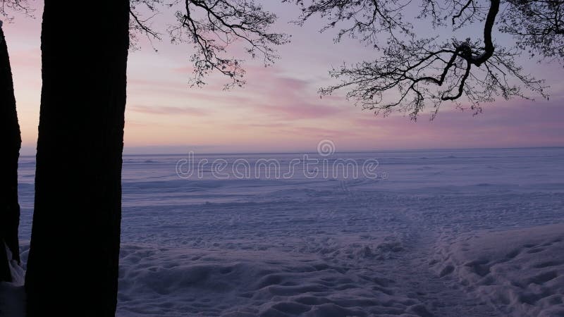 Pink Sunset through the Trees Stock Footage - Video of nature, branch ...
