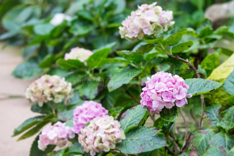 Pink Sweet Hydrangea Flower Stock Photo - Image of bloom, horticulture ...