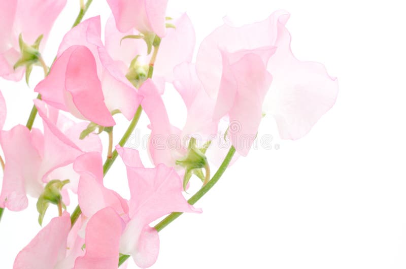 Pink sweet pea stock image. Image of bloom, full, floral - 24453687