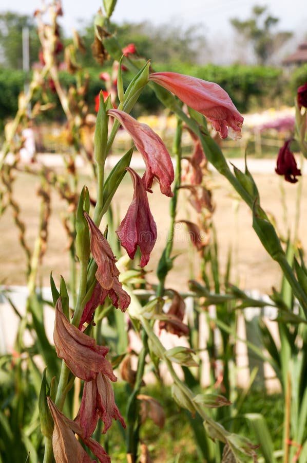 The Pink sword lily stock photo. Image of line, flowers - 4542606