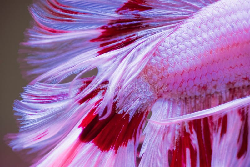 Pink Tail Betta Fish, Siamese Fighting Fish, Betta Splendens Close Up ...