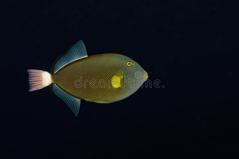 Pink Trigger Fish Stock Photos - Free & Royalty-Free Stock Photos from ...