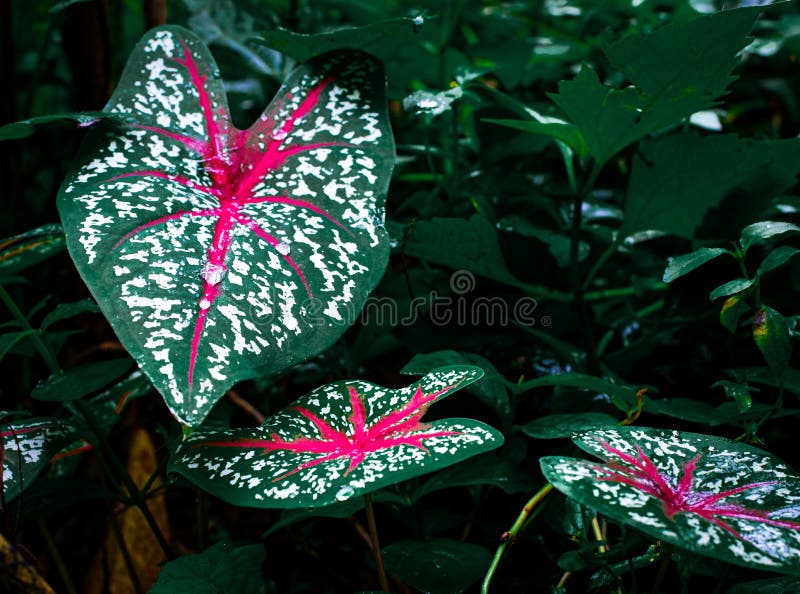 Pink taro leaves stock photo. Image of design, leaves - 262972052