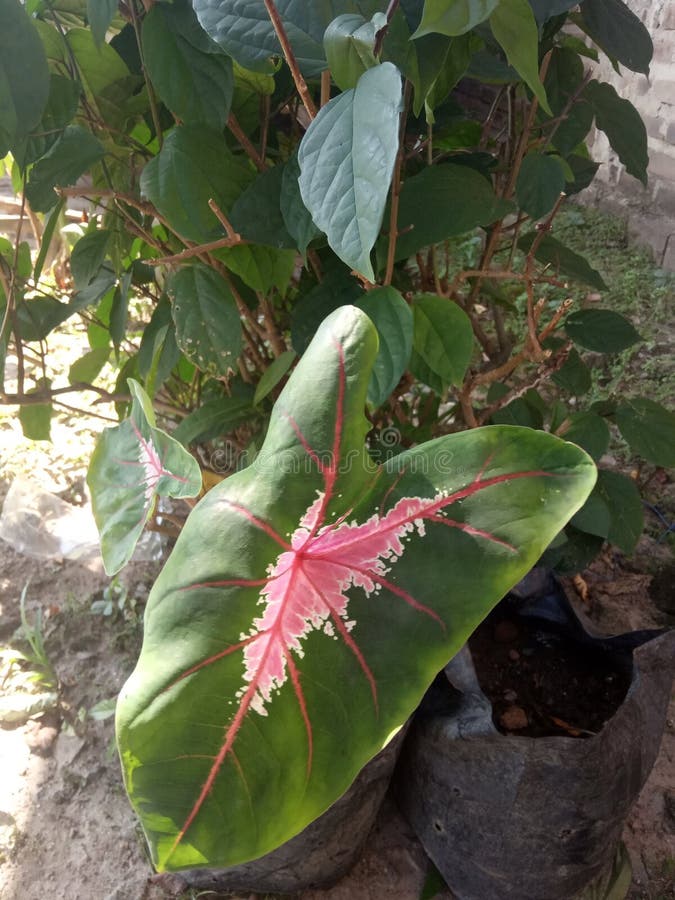Pink taro 02 stock image. Image of vegetable, leaf, branch - 220730523