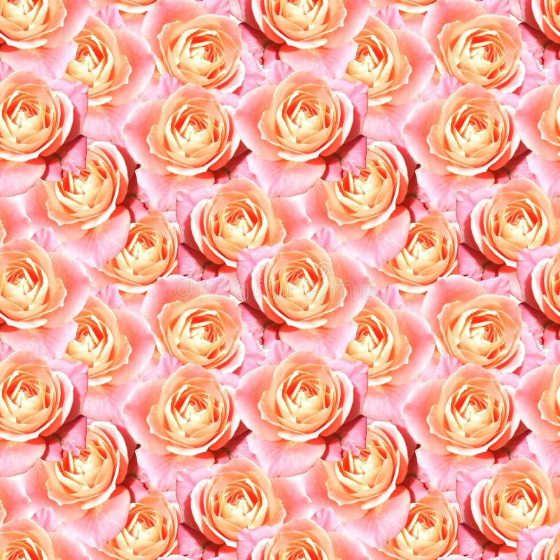 Pink Tea Rose Flower Floral Seamless Pattern Texture Stock Illustration ...
