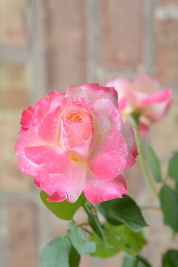 Pink tea rose stock image. Image of flower, plant, colorful - 178448115