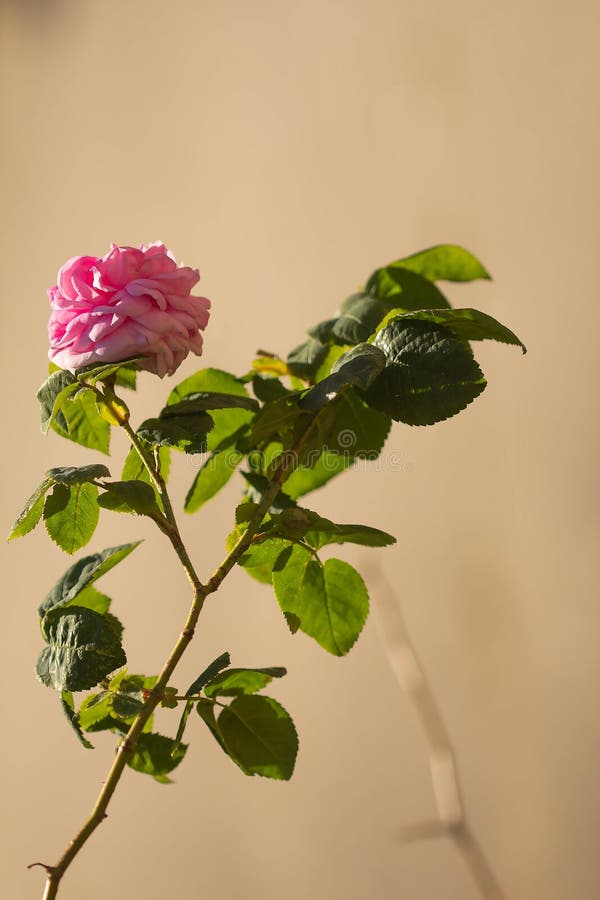 Pink Tea Rose Flower Summer Background Stock Photo - Image of closeup ...