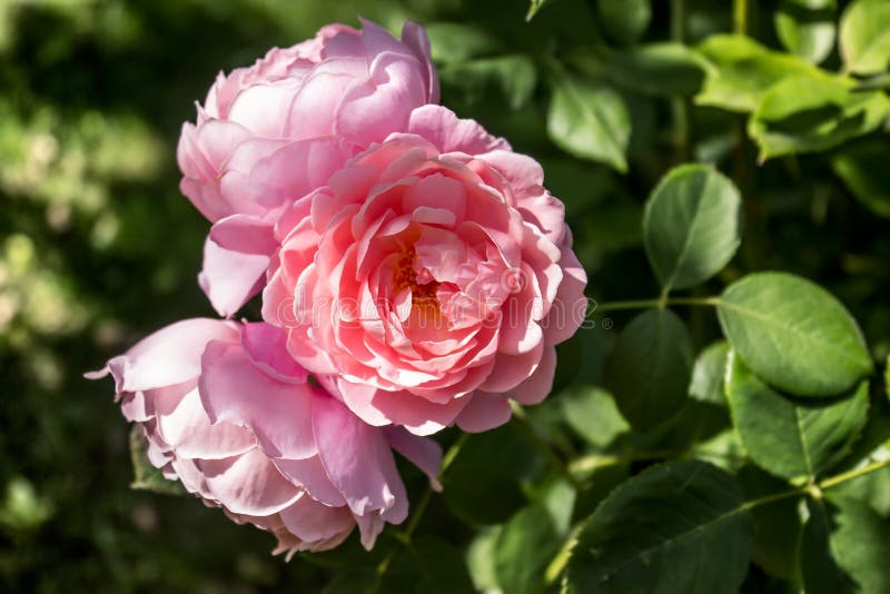 Pink Tea Rose with Leaves Closeup Stock Image - Image of blossom ...