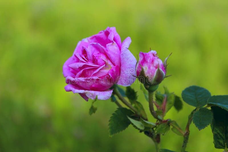 Pink Tea Rose Over Blurred Background. Beautiful Nature Background ...