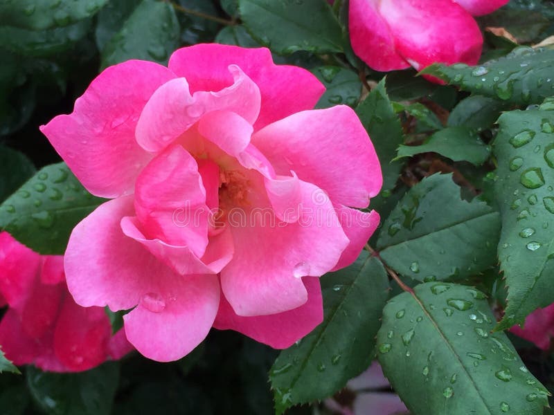 Pink Tea Rose after a rain stock image. Image of soft - 53232655