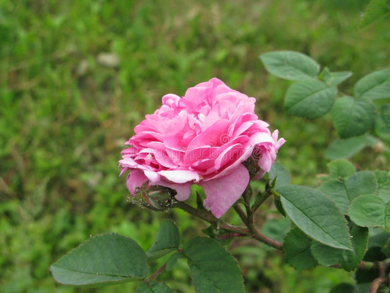 Pink tea rose stock photo. Image of flower, shot, rose - 94262562