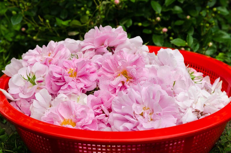 Pink tea roses stock photo. Image of flora, aromatherapy - 186521034