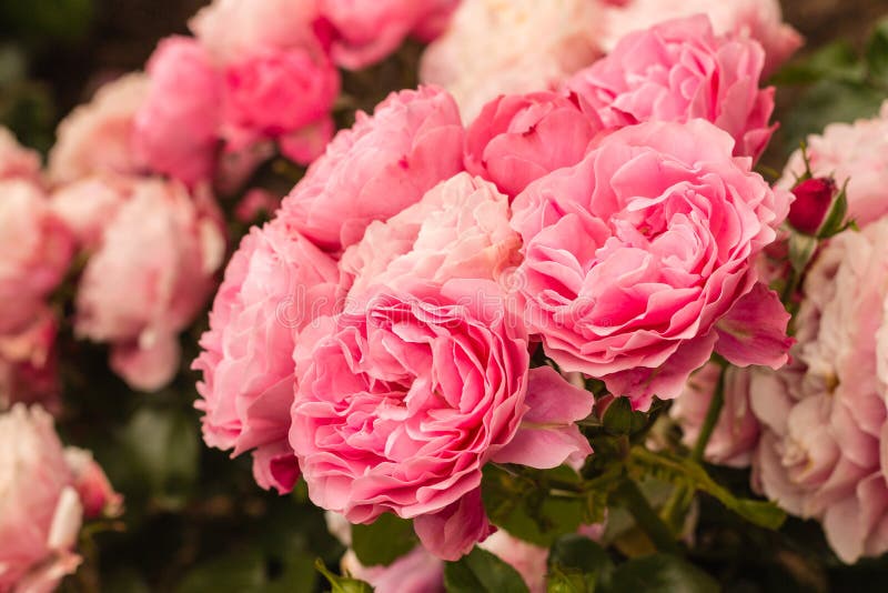 Pink tea roses in bloom stock photo. Image of roses, leaves - 62528048