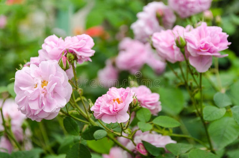 Pink tea roses stock image. Image of open, purity, botany - 186521067