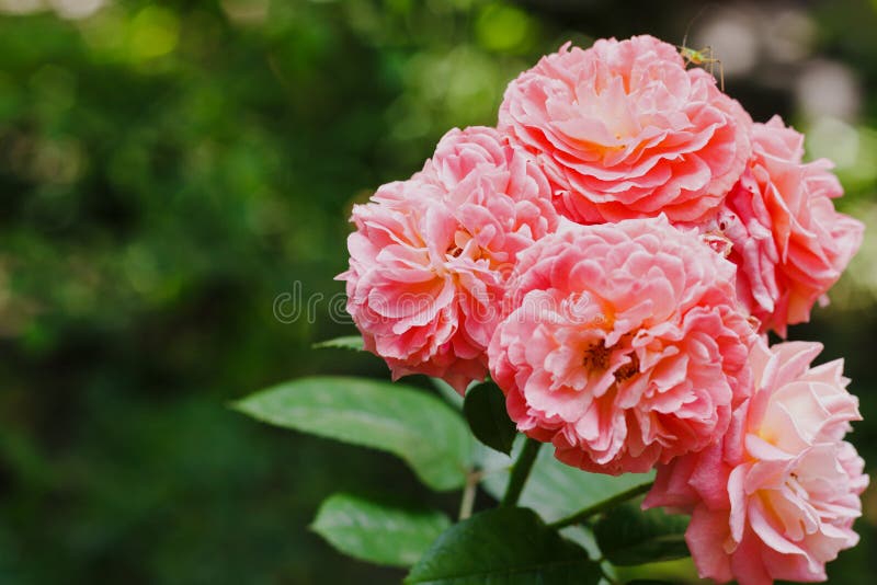 Pink Tea Roses in the Garden Stock Image - Image of design, garden ...
