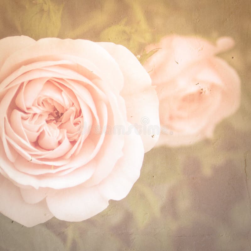Pink Tea Roses stock image. Image of harrogate, vintage - 40599243