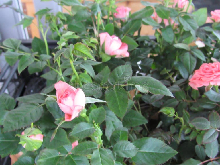 Pink tea roses stock photo. Image of petal, shrub, pots - 266523164