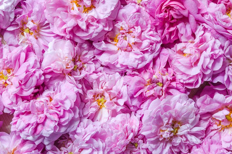 Pink tea roses on table stock image. Image of aroma - 185879301