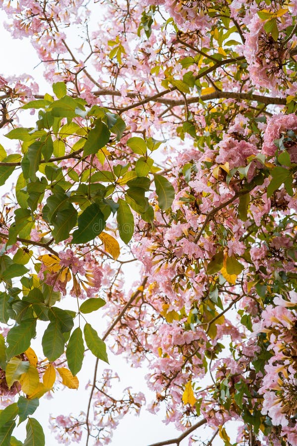 Pink Tecoma Flower Tree or Tabebuia Rosea or Pink Trumpet Tree Blooming ...
