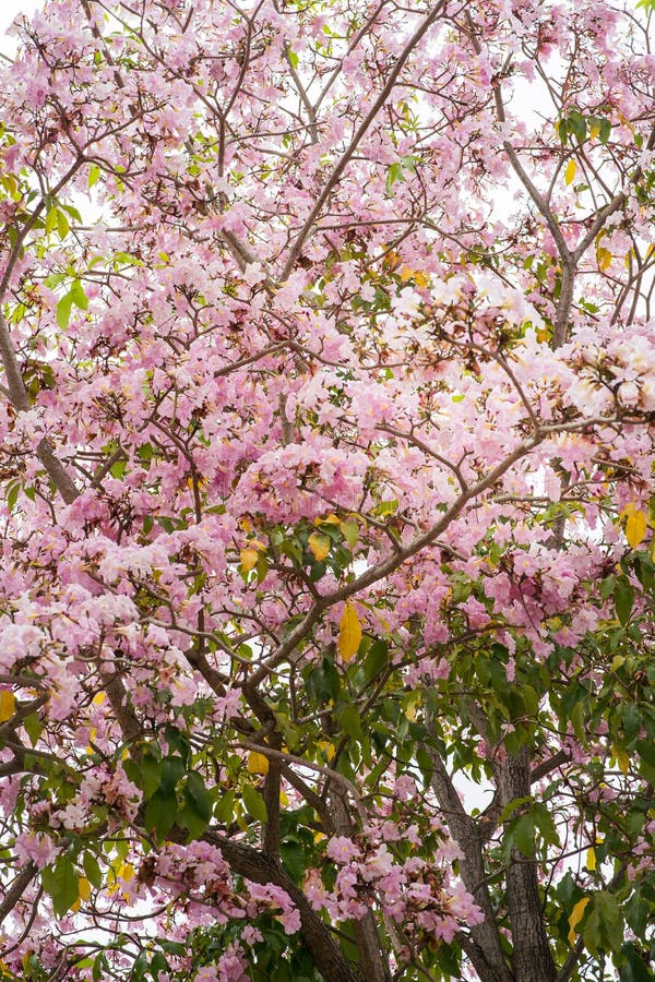 Pink Tecoma Flower Tree or Tabebuia Rosea or Pink Trumpet Tree Blooming ...
