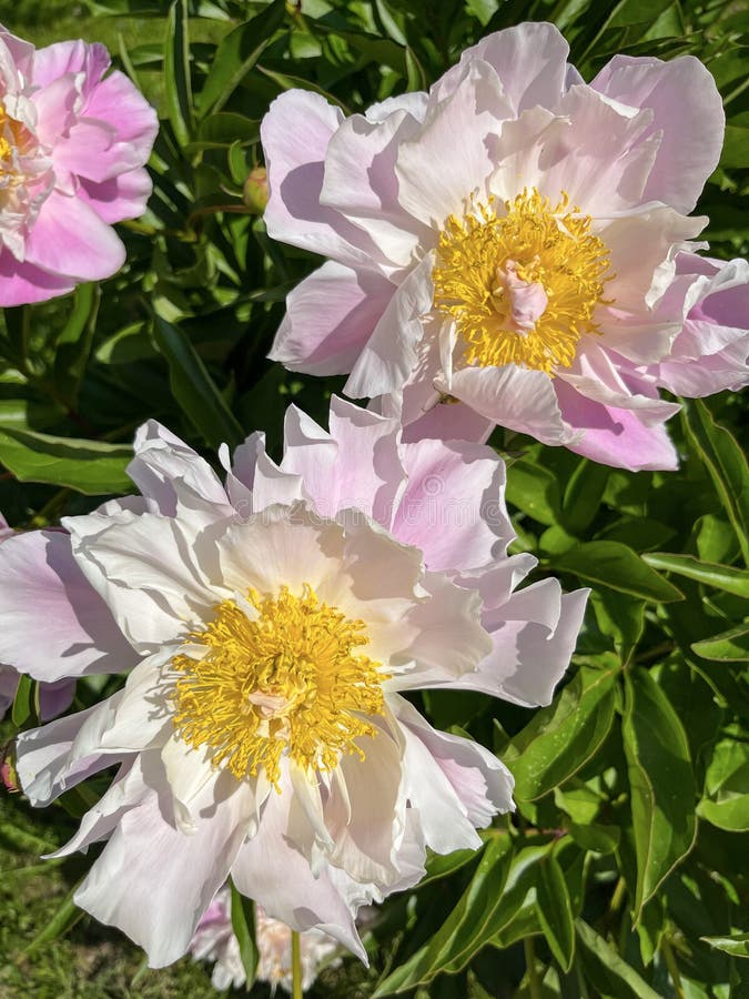 Pink Terry Peonies Bloom in the Garden in Summer Stock Image - Image of ...
