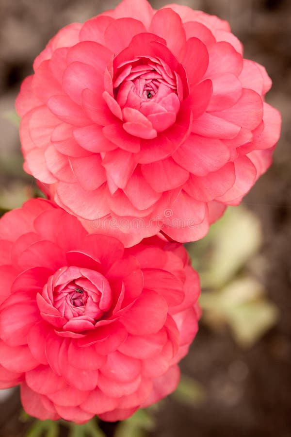 Pink Terry Ranunculus Garden Stock Image - Image of bright, colorful ...