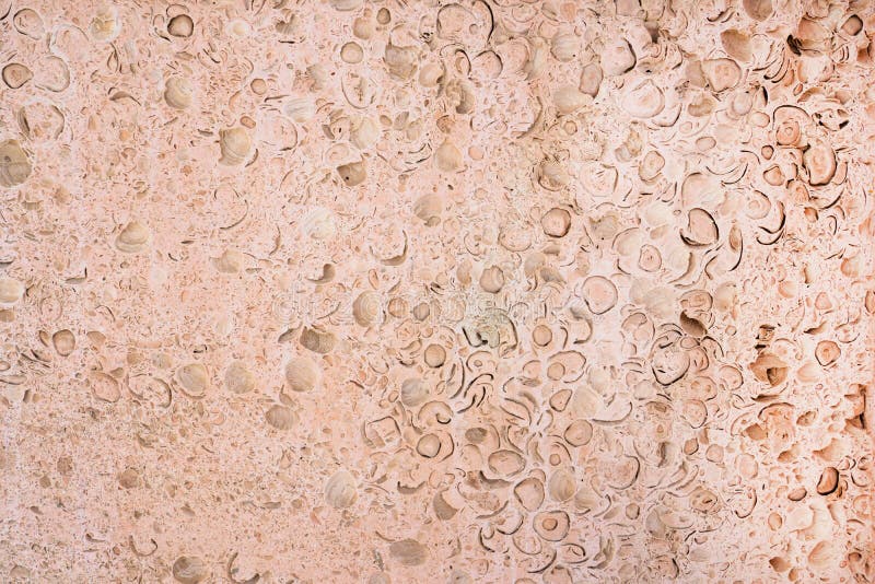 Pink Texture of Coquina Limestone. Shell Rock Stock Photo - Image of ...