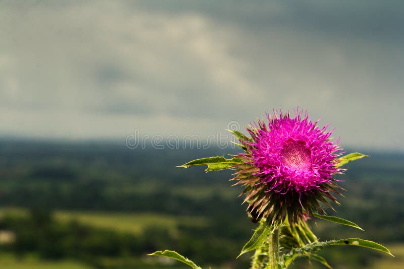 Pink Thistle Against View Over the Chilterns in Buckinghamshire Stock ...
