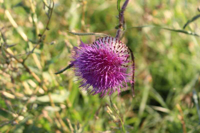 Pink Thistle Blooming in the Meadow. Stock Image - Image of mallow ...