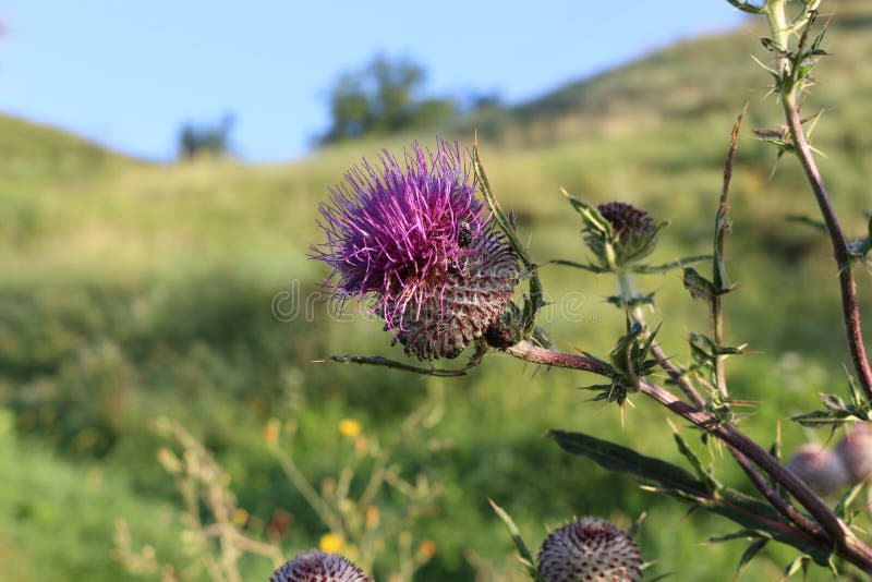 Pink Thistle Blooming in the Meadow. Stock Image - Image of pink ...