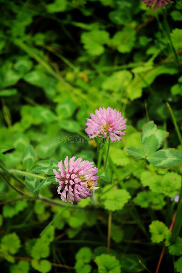 Close Up of a Bunch of Thistles Stock Photo - Image of thistle ...
