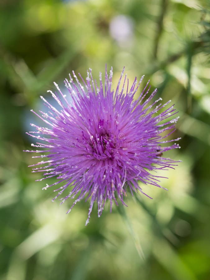 Pink thistle flower stock photo. Image of flowers, flora - 76712408