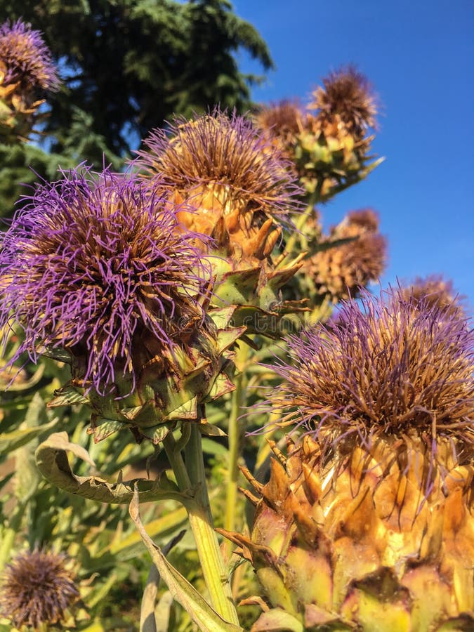 Pink Thistle Flower in the Morning Stock Photo - Image of meadow ...