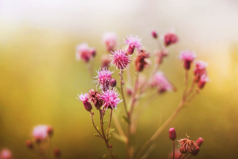 Pink Thistle Flowers Bloom on a Sunny Summer Morning. Nature Stock ...