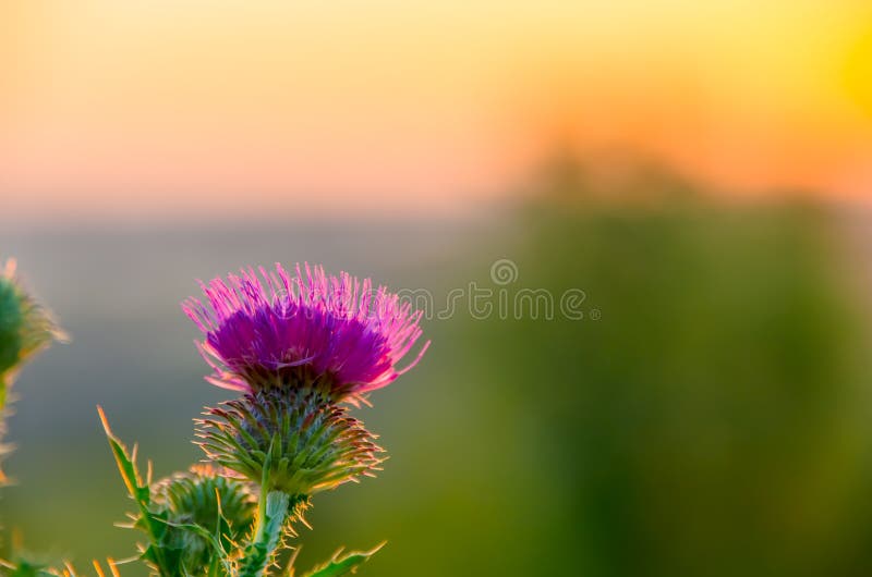 Pink thistle flowers stock image. Image of florets, natural - 66079695