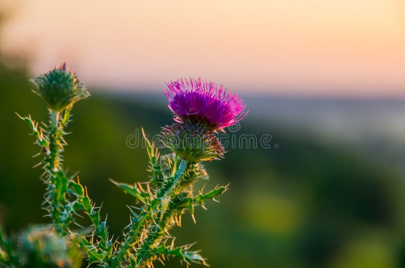 Pink thistle flowers stock photo. Image of leaf, asturias - 66079748