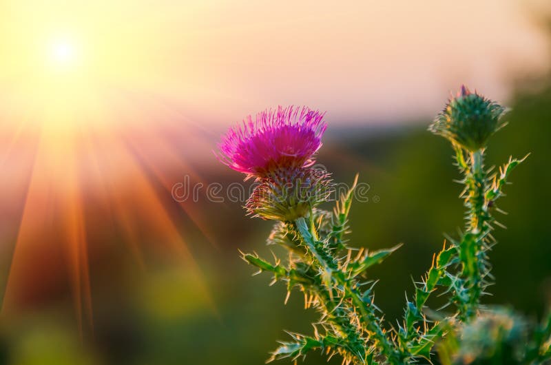 Pink thistle flowers stock image. Image of burdock, isolated - 66080057