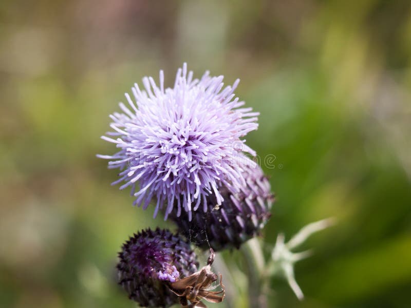 Pink Thistle Growing in Summer Stock Photo - Image of purple, sharp ...
