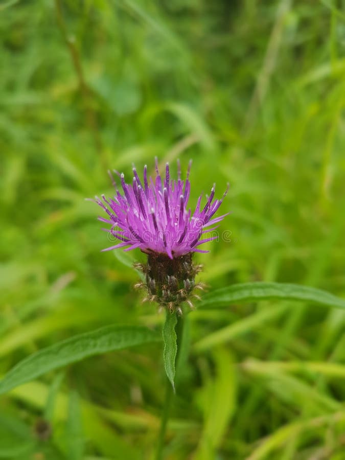 Pink thistle stock image. Image of grass, thisle, lush - 98324467