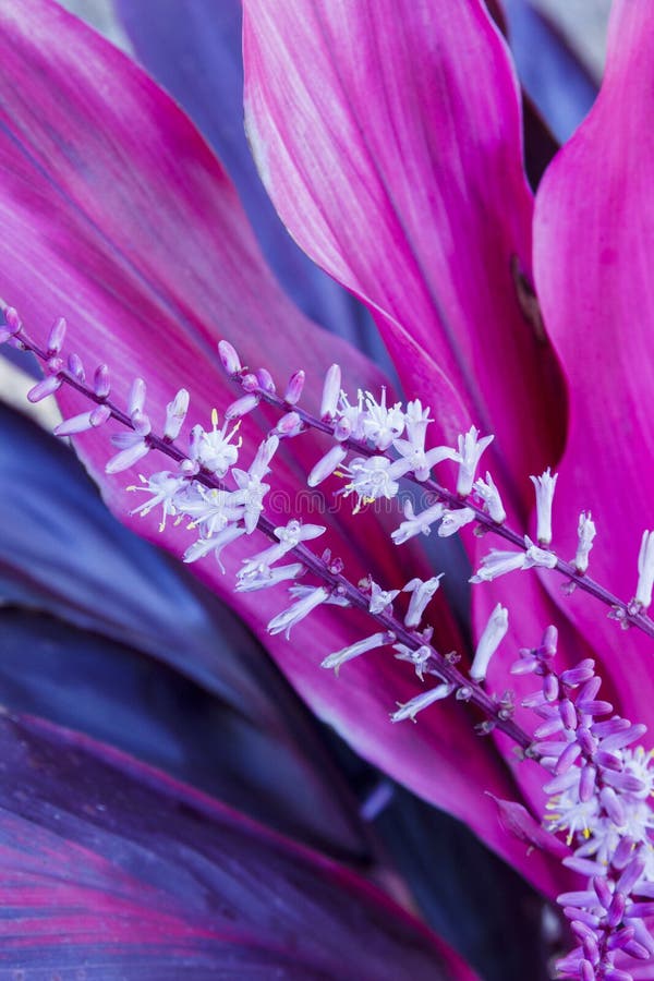 Pink Ti plant stock image. Image of luck, urban, hawaiian - 24810847