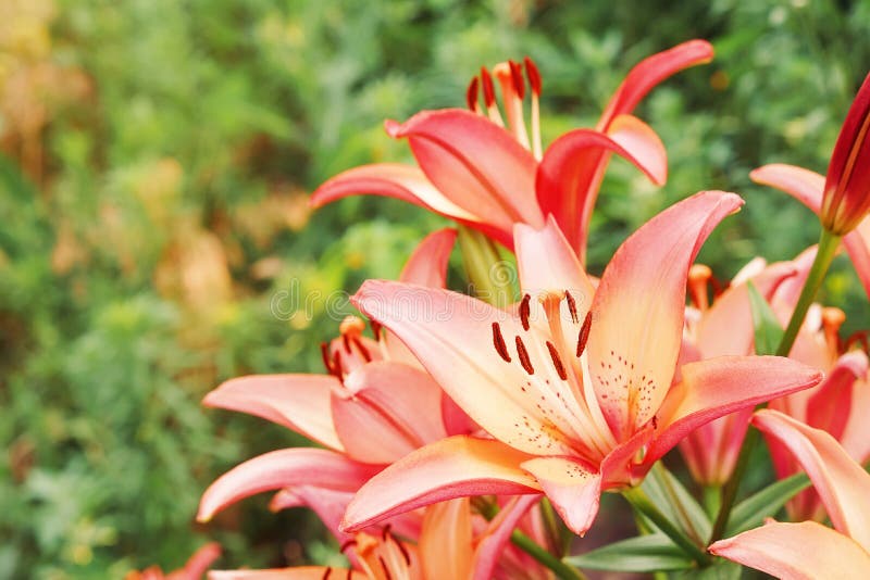 Pink Tiger Lilies in Spring Garden Stock Photo - Image of bright ...